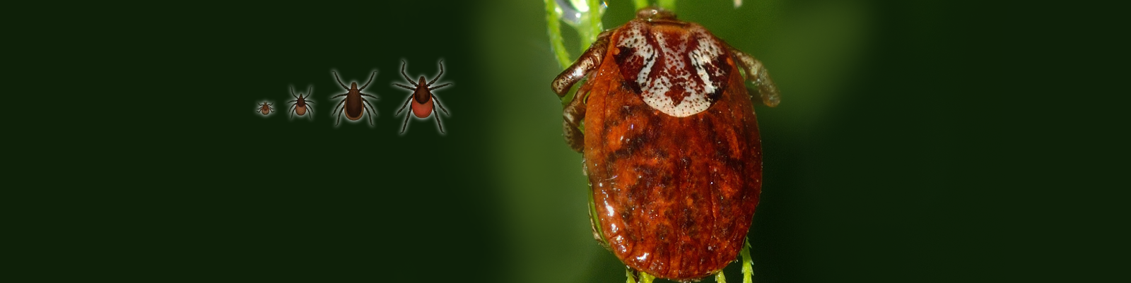 Erie County (New York) Government Home Page